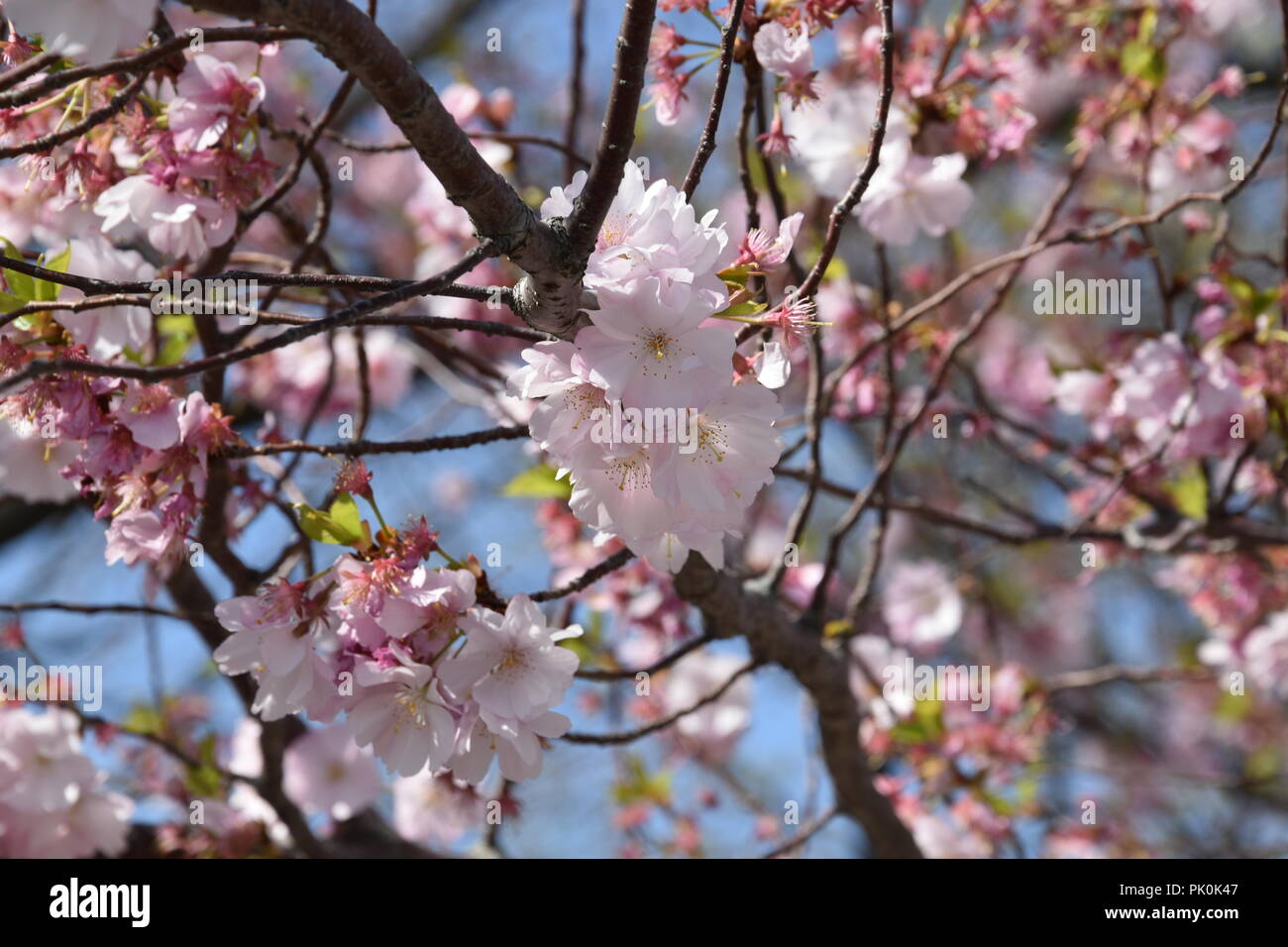 Charles river boston cherry blossoms hi-res stock photography and ...