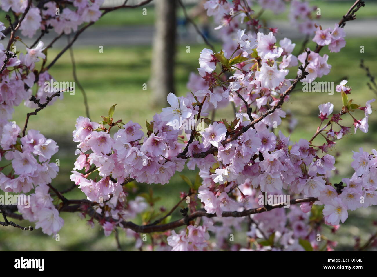 Spring Cherry Blossoms in Boston, Massachusetts, USA Stock Photo - Alamy