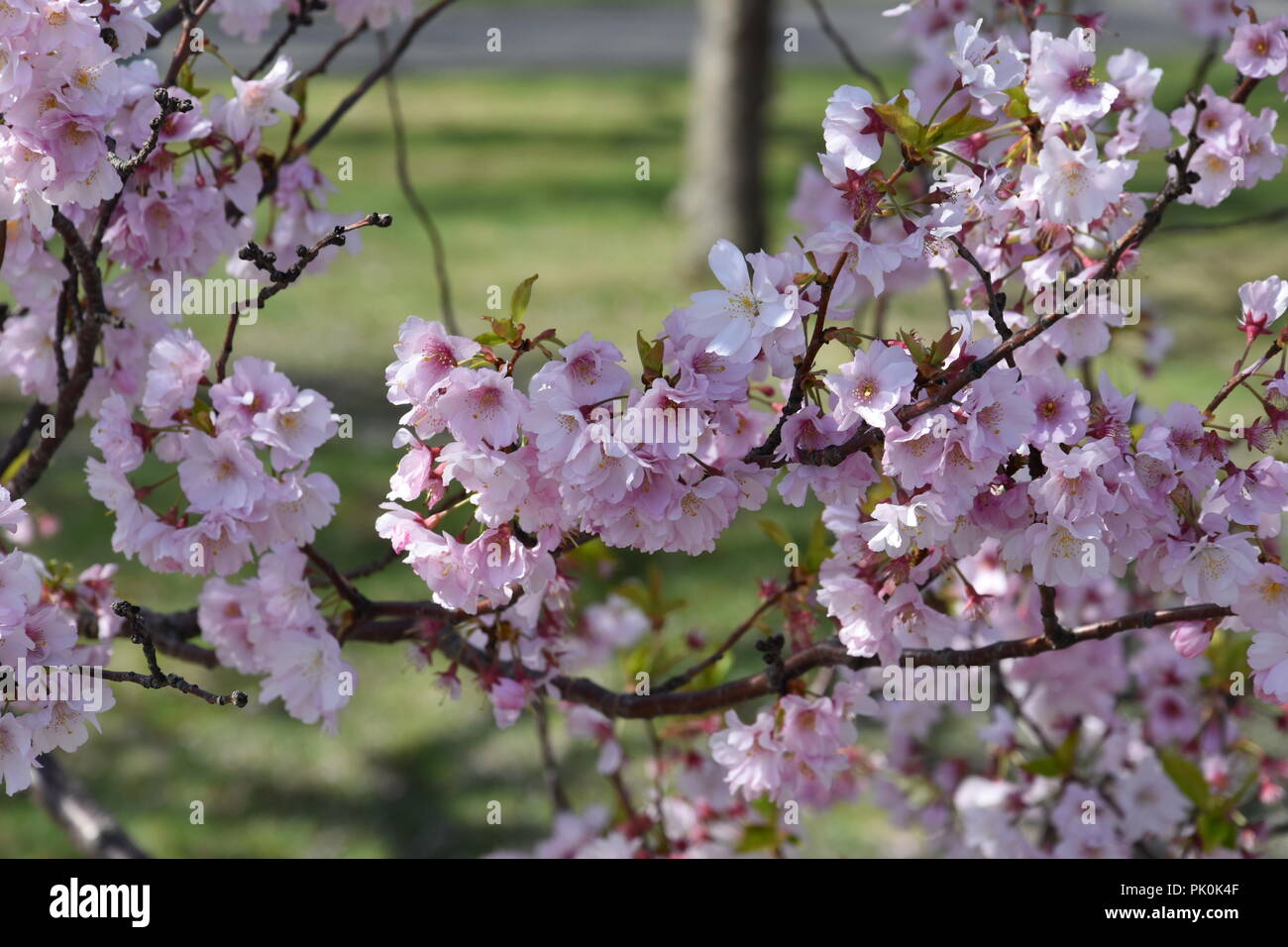 Charles river boston cherry blossoms hi-res stock photography and ...