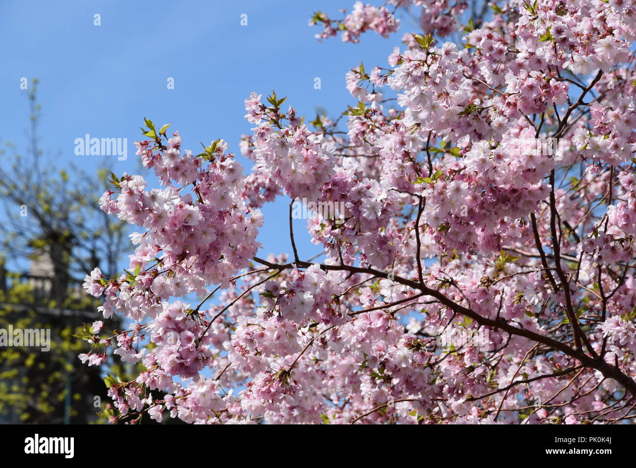 Spring Cherry Blossoms in Boston, Massachusetts, USA Stock Photo - Alamy