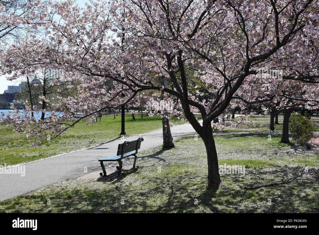 Spring Cherry Blossoms in Boston, Massachusetts, USA Stock Photo - Alamy