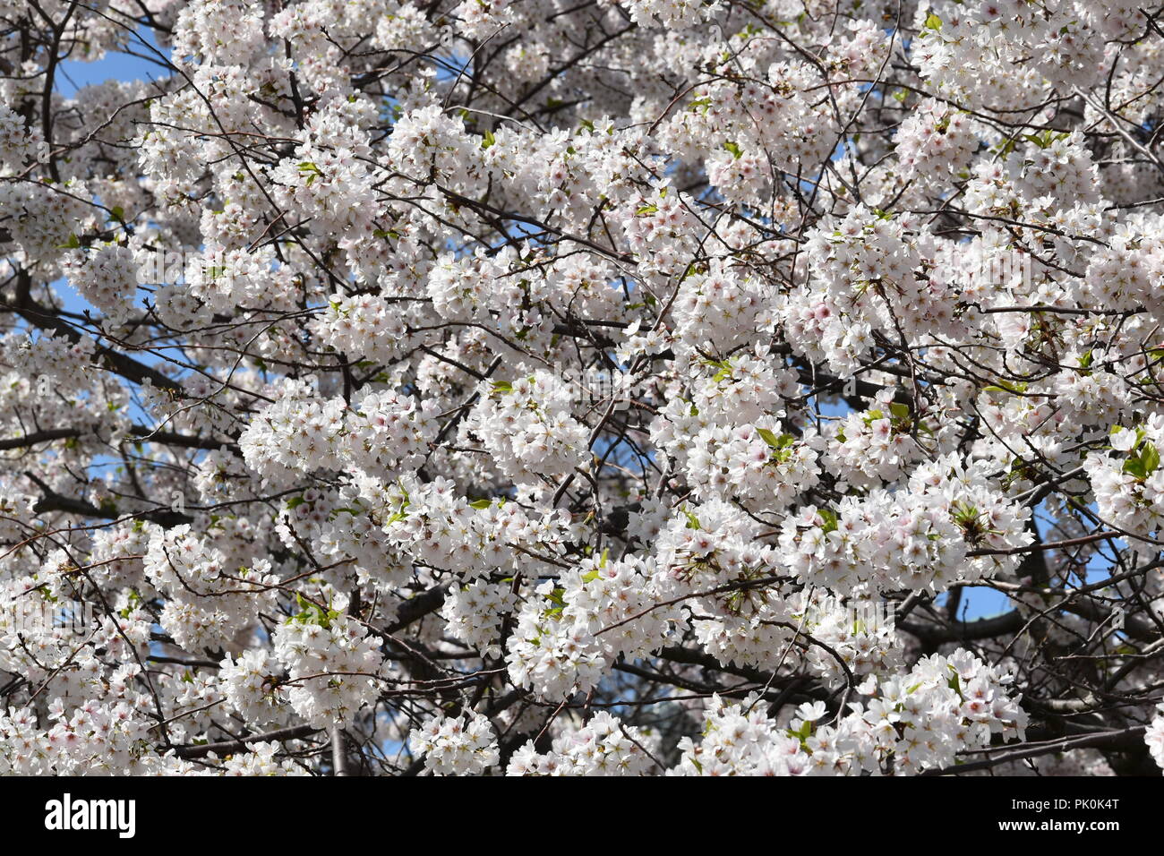 Boston esplanade cherry blossom hi-res stock photography and images - Alamy