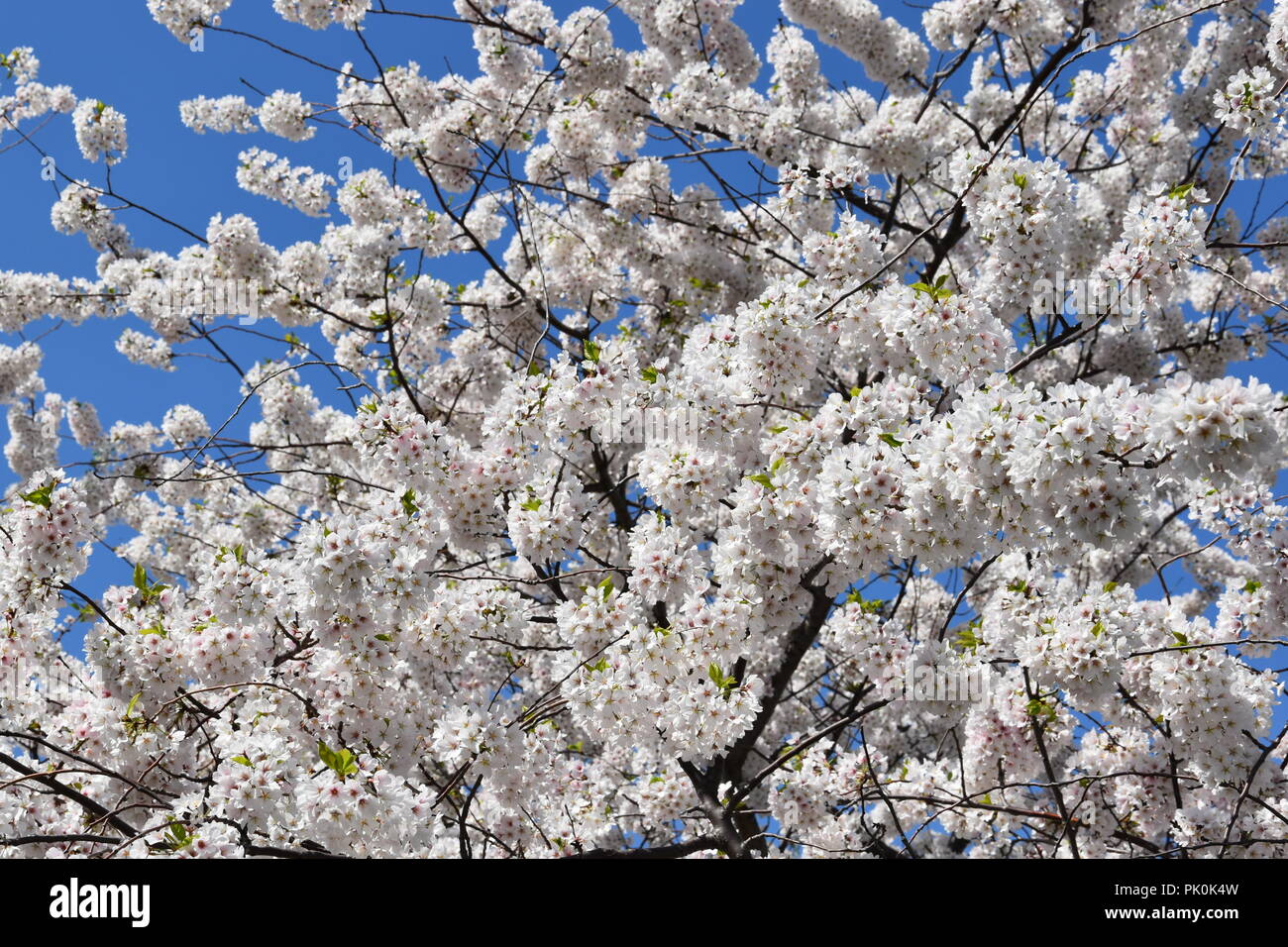 Boston esplanade cherry blossom hi-res stock photography and images - Alamy
