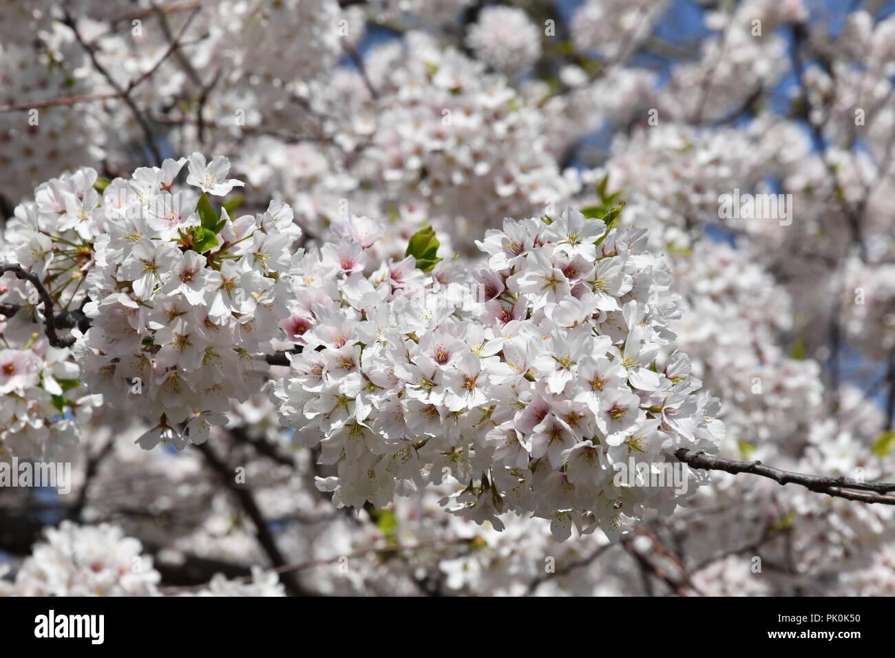 Spring Cherry Blossoms in Boston, Massachusetts, USA Stock Photo - Alamy