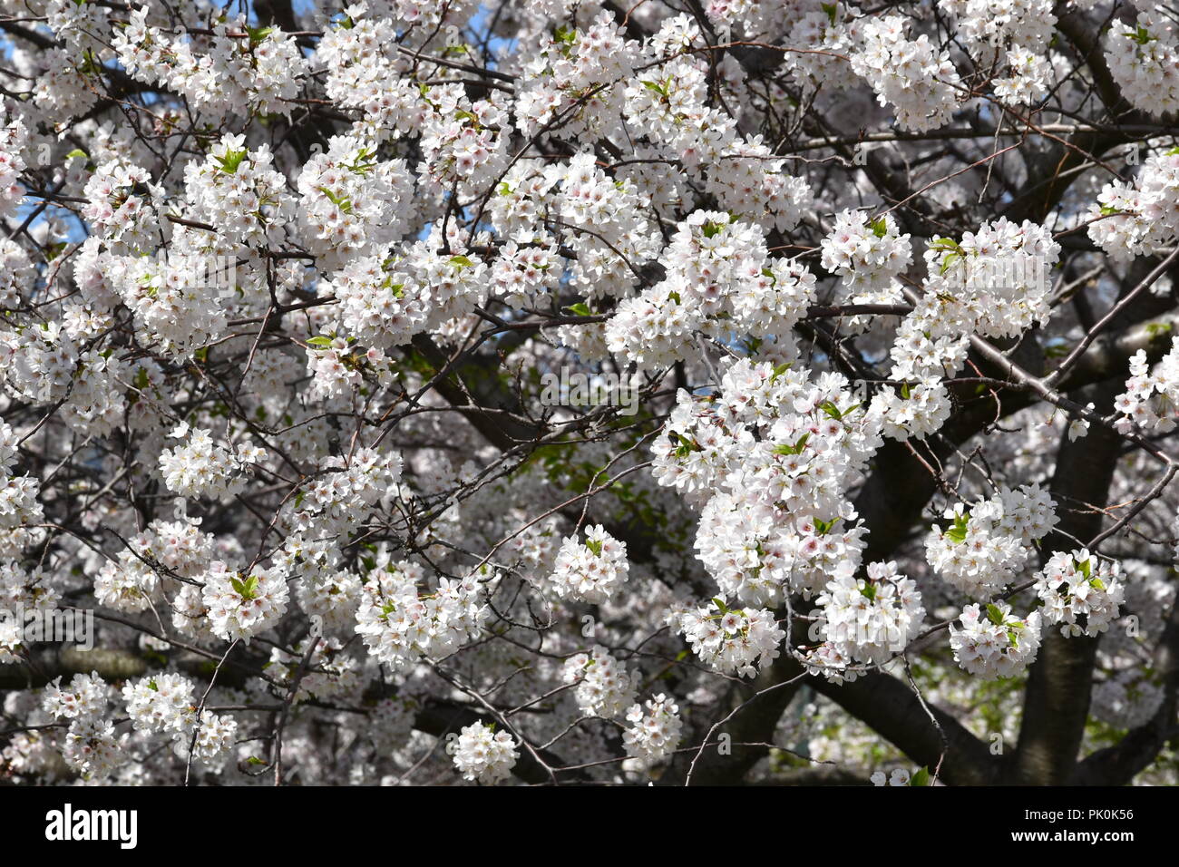Spring Cherry Blossoms in Boston, Massachusetts, USA Stock Photo - Alamy