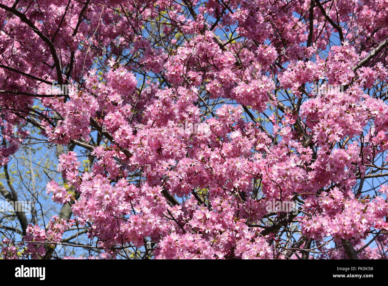 Spring Cherry Blossoms in Boston, Massachusetts, USA Stock Photo - Alamy
