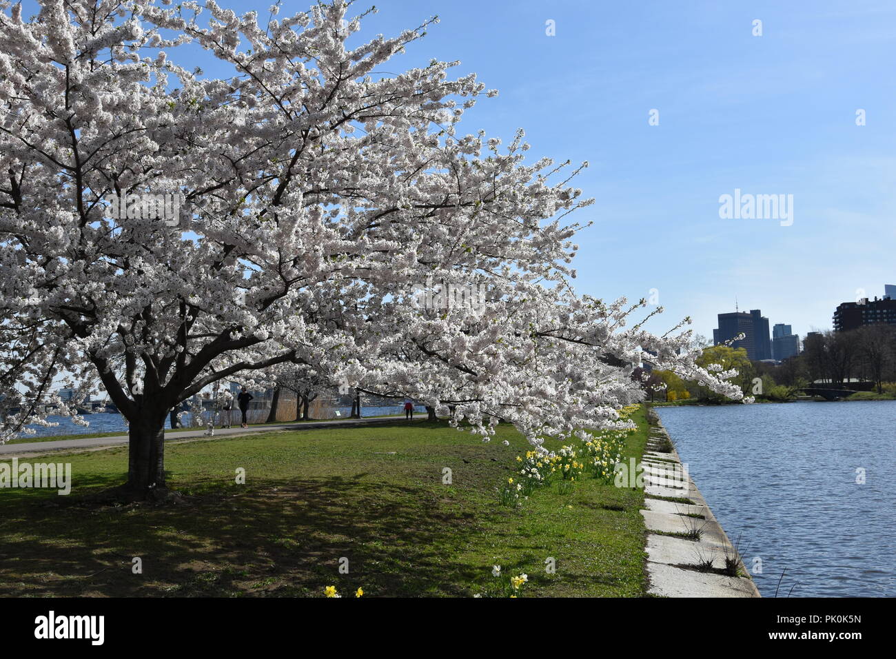 Boston esplanade cherry blossom hi-res stock photography and images - Alamy