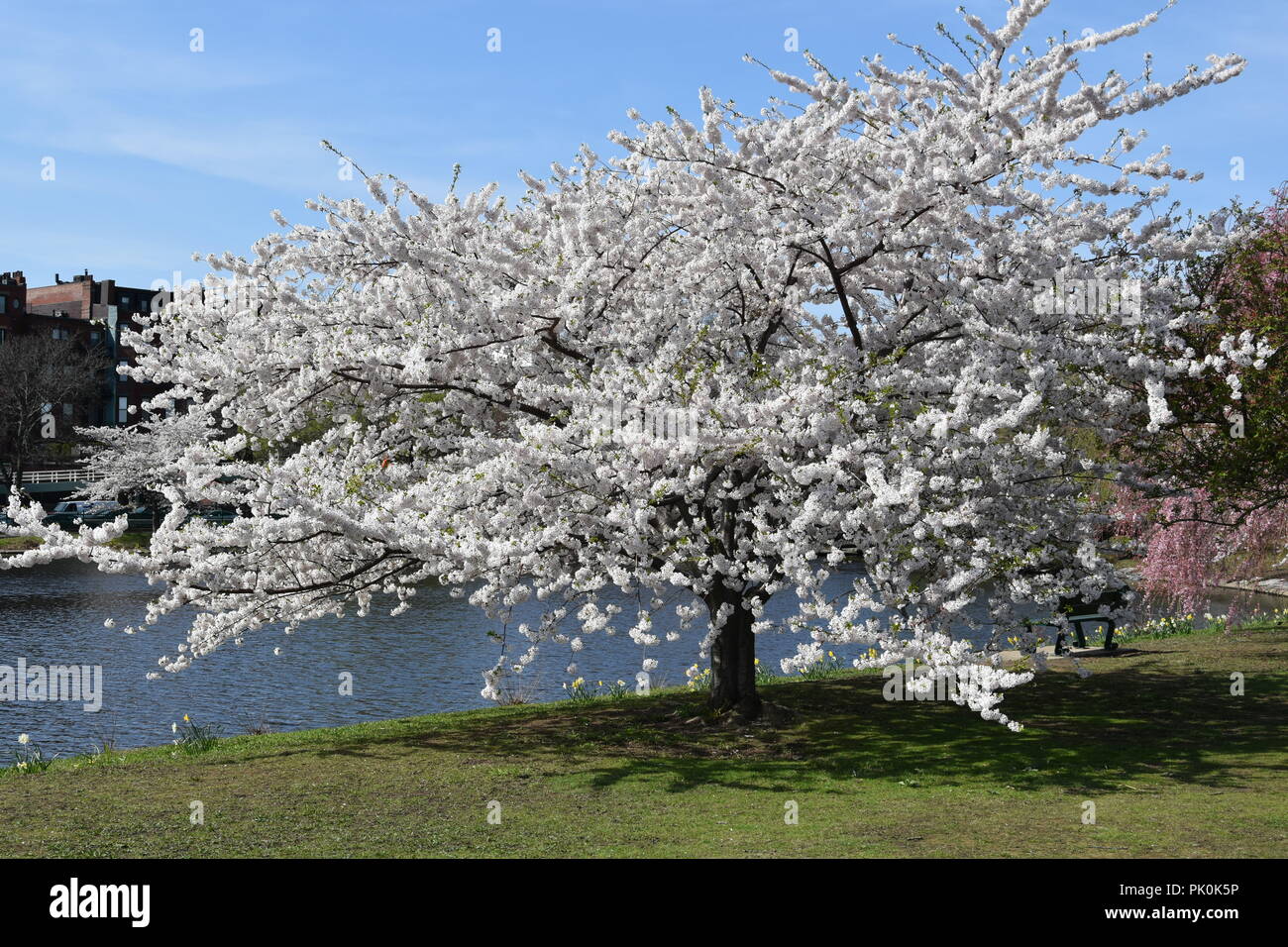Boston esplanade cherry blossom hi-res stock photography and images - Alamy