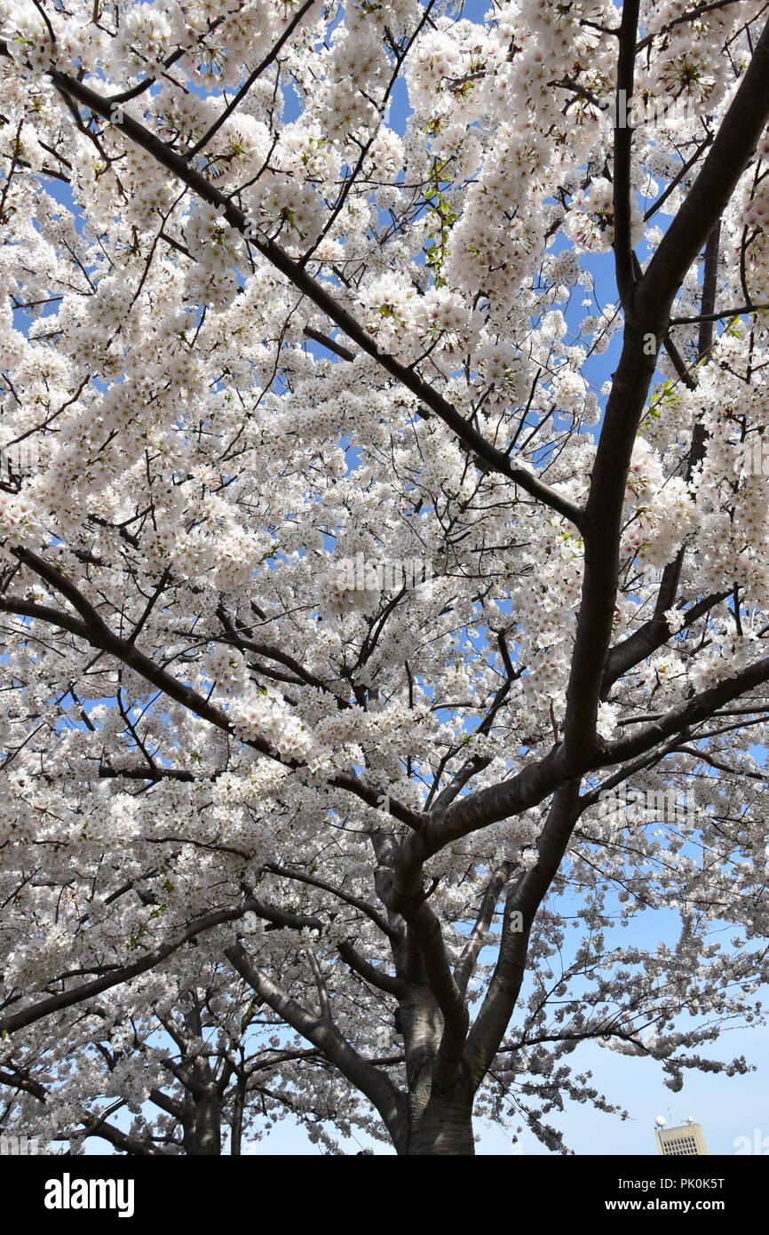 Spring Cherry Blossoms in Boston, Massachusetts, USA Stock Photo - Alamy