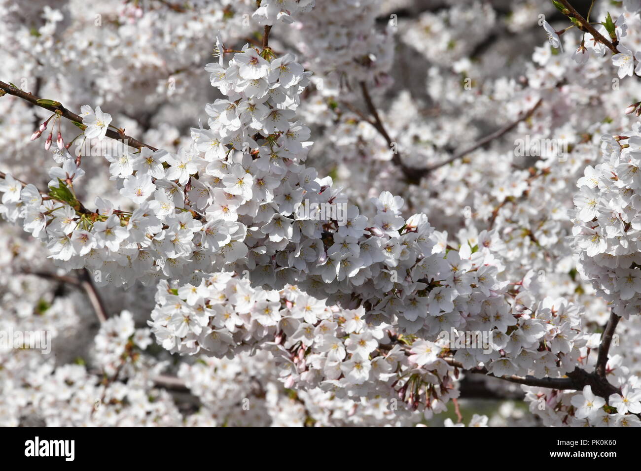 Boston esplanade cherry blossom hi-res stock photography and images - Alamy