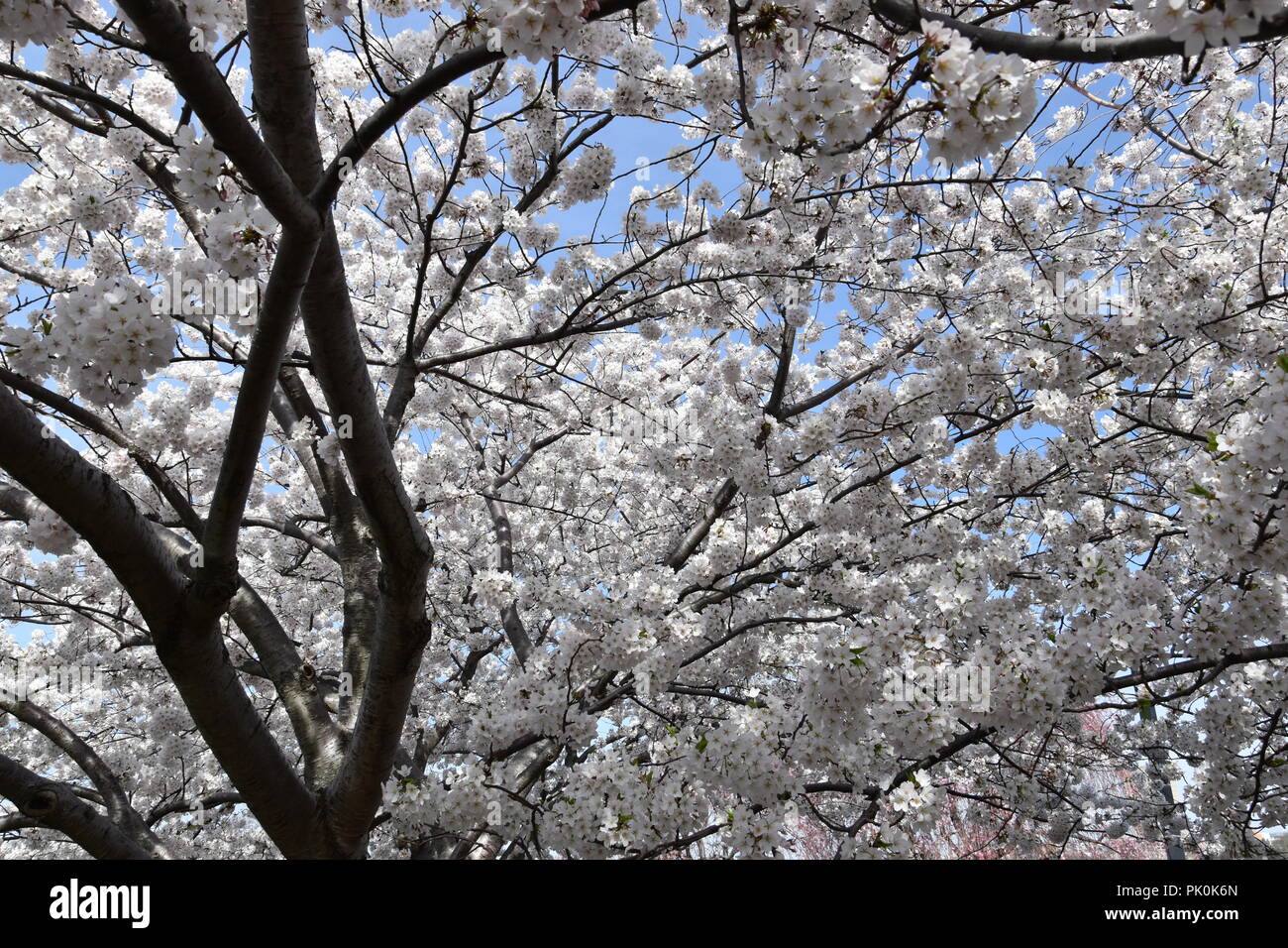 Spring Cherry Blossoms in Boston, Massachusetts, USA Stock Photo - Alamy