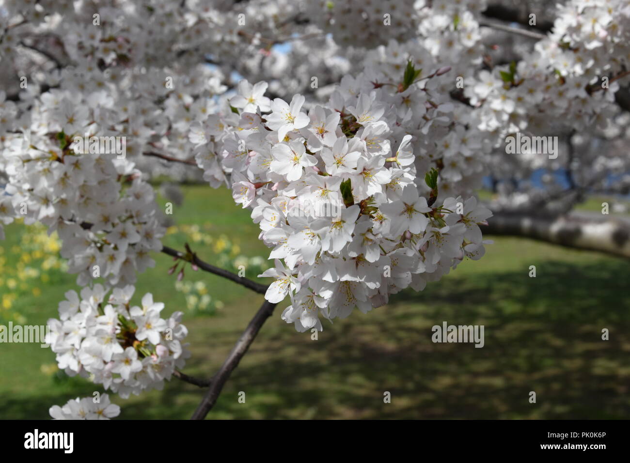 Boston esplanade cherry blossom hi-res stock photography and images - Alamy