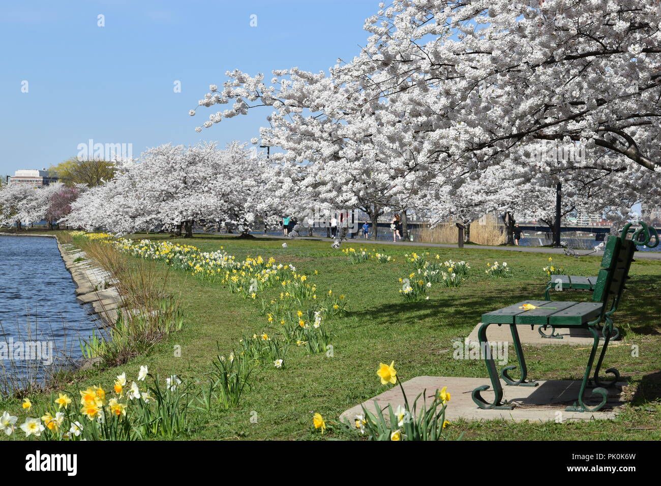 Spring Cherry Blossoms in Boston, Massachusetts, USA Stock Photo - Alamy
