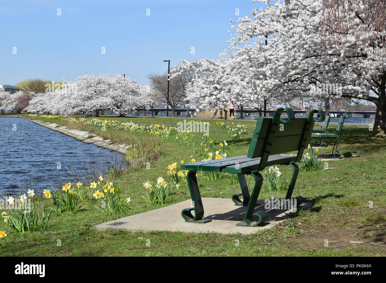 Spring Cherry Blossoms in Boston, Massachusetts, USA Stock Photo - Alamy