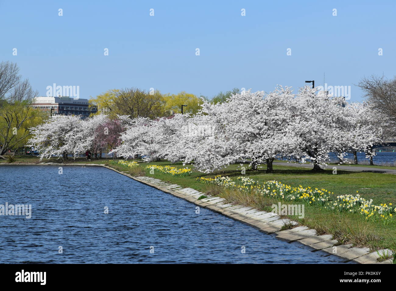 Charles river boston cherry blossoms hi-res stock photography and ...