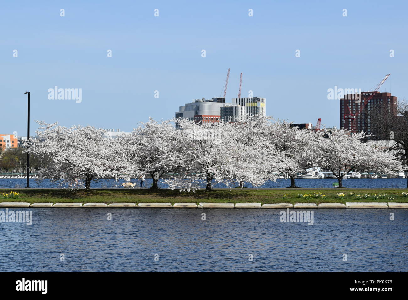 Spring Cherry Blossoms in Boston, Massachusetts, USA Stock Photo - Alamy