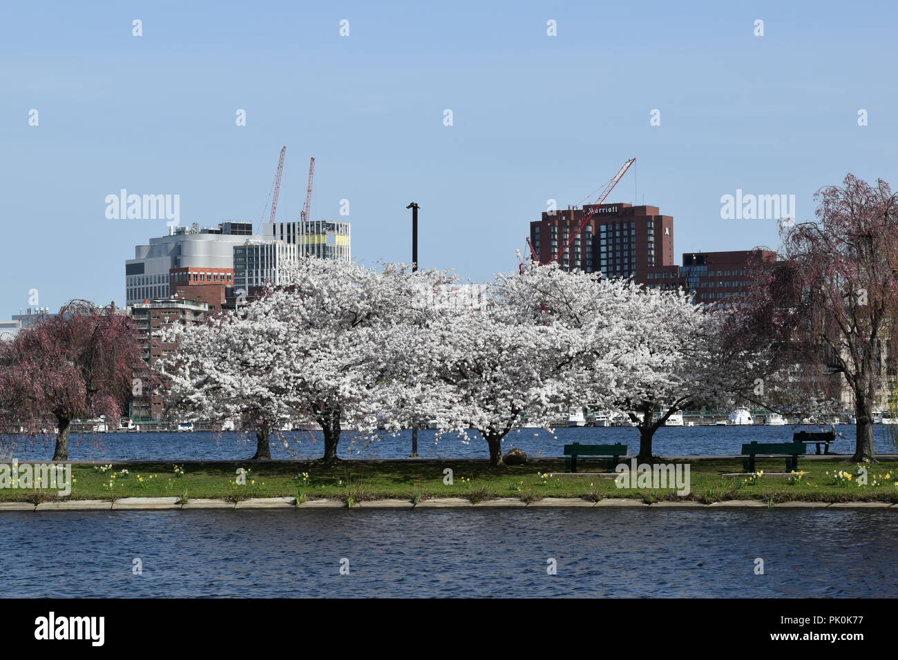 Spring Cherry Blossoms in Boston, Massachusetts, USA Stock Photo - Alamy