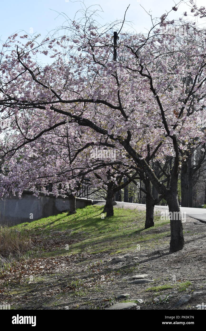 Boston esplanade cherry blossom hi-res stock photography and images - Alamy