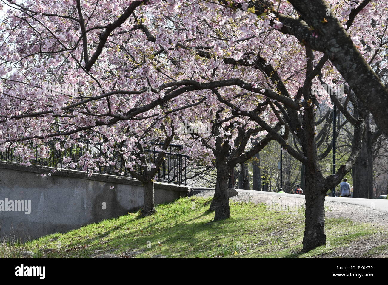 Boston esplanade cherry blossom hi-res stock photography and images - Alamy