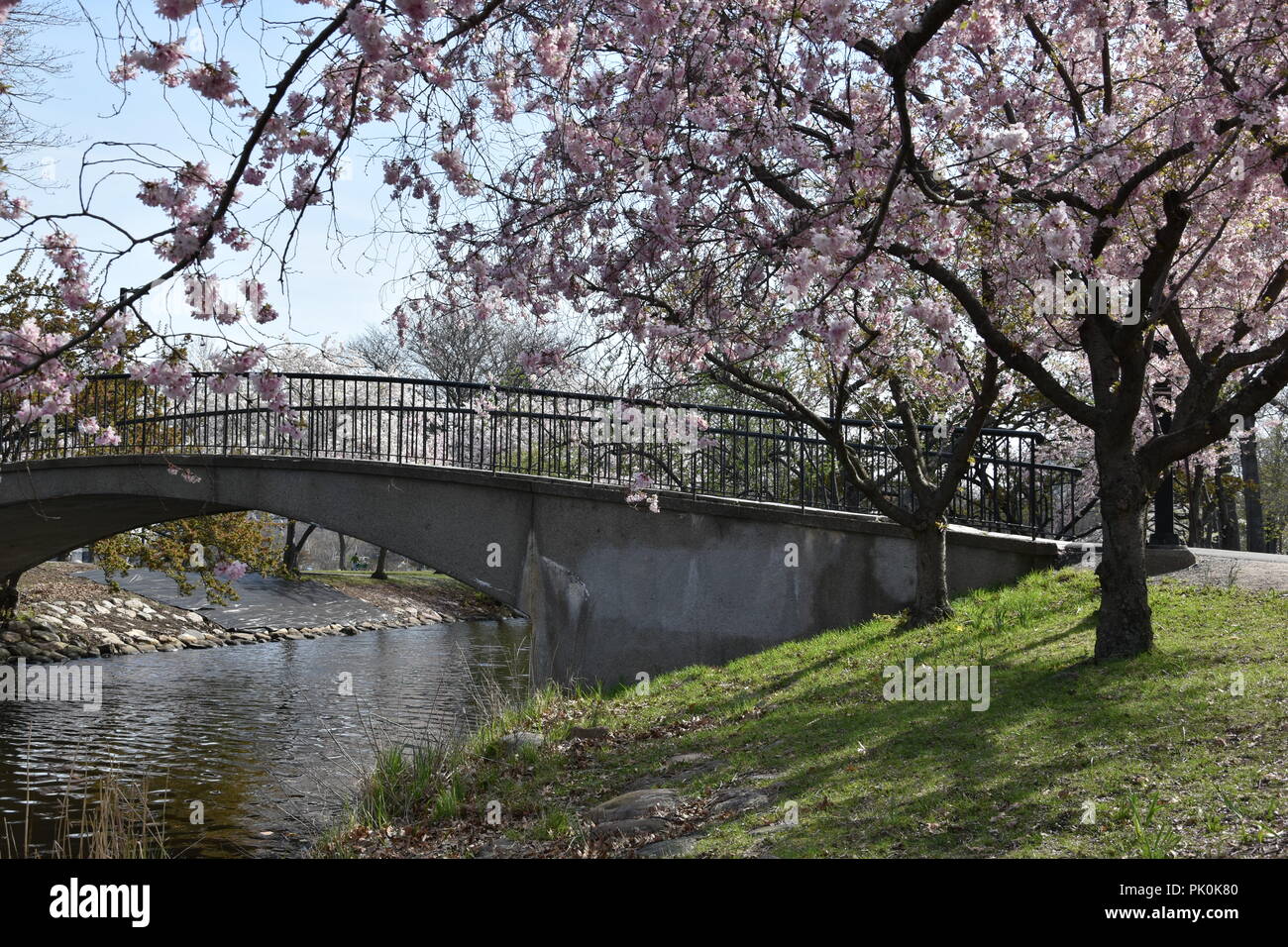 Spring Cherry Blossoms in Boston, Massachusetts, USA Stock Photo - Alamy