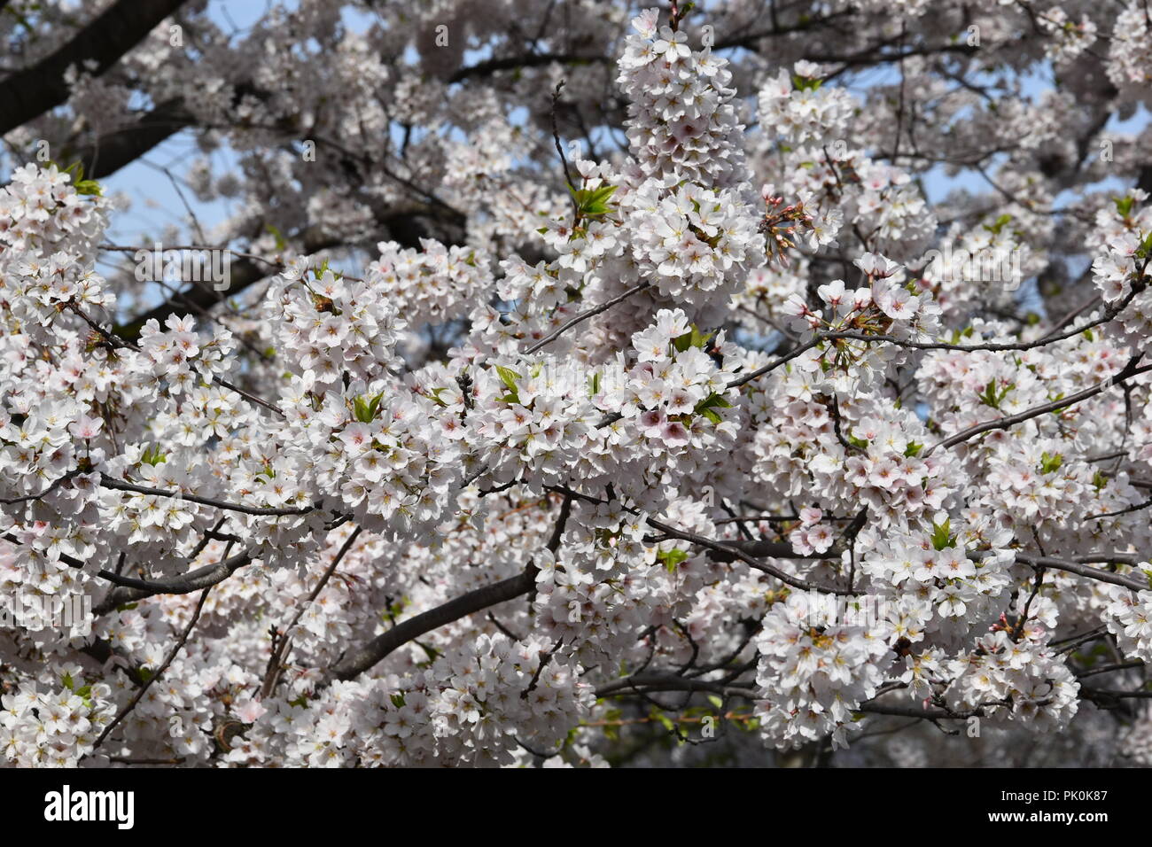 Spring Cherry Blossoms in Boston, Massachusetts, USA Stock Photo - Alamy