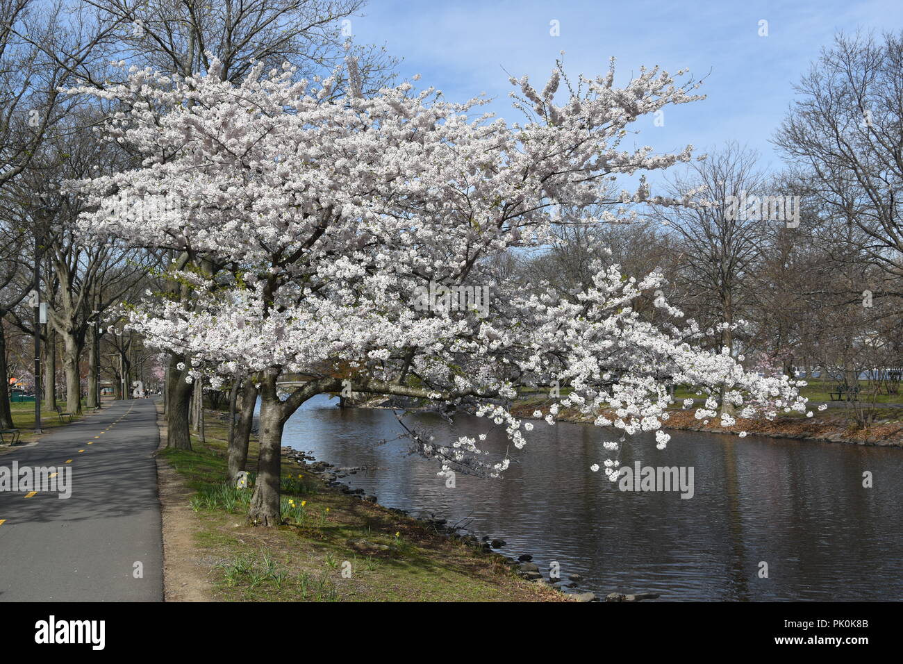 Spring Cherry Blossoms in Boston, Massachusetts, USA Stock Photo - Alamy