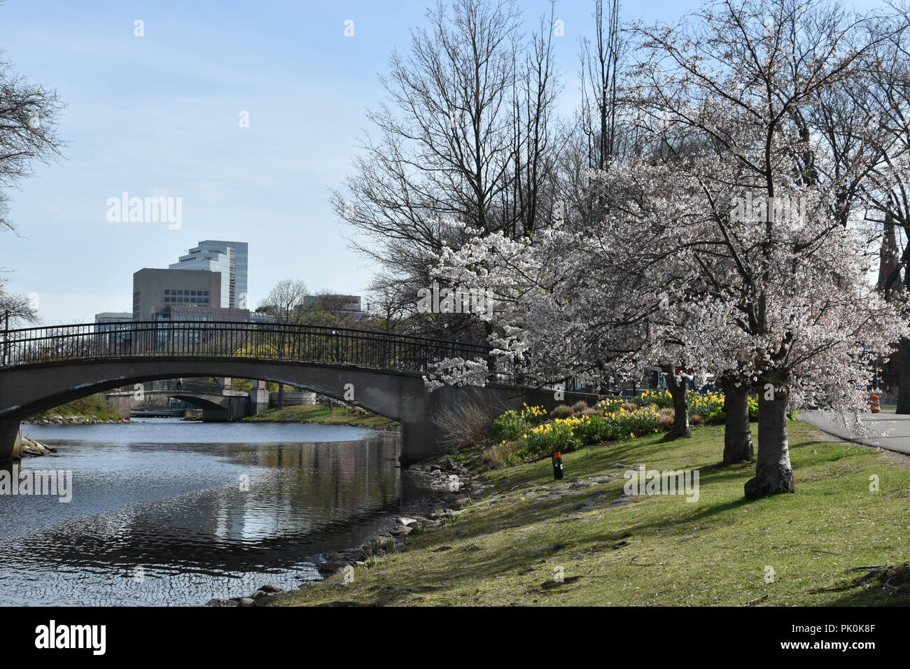 Spring Cherry Blossoms in Boston, Massachusetts, USA Stock Photo - Alamy