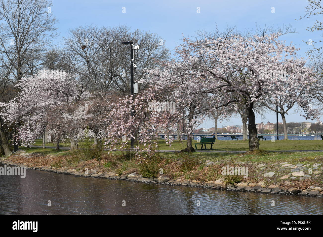 Spring Cherry Blossoms in Boston, Massachusetts, USA Stock Photo - Alamy