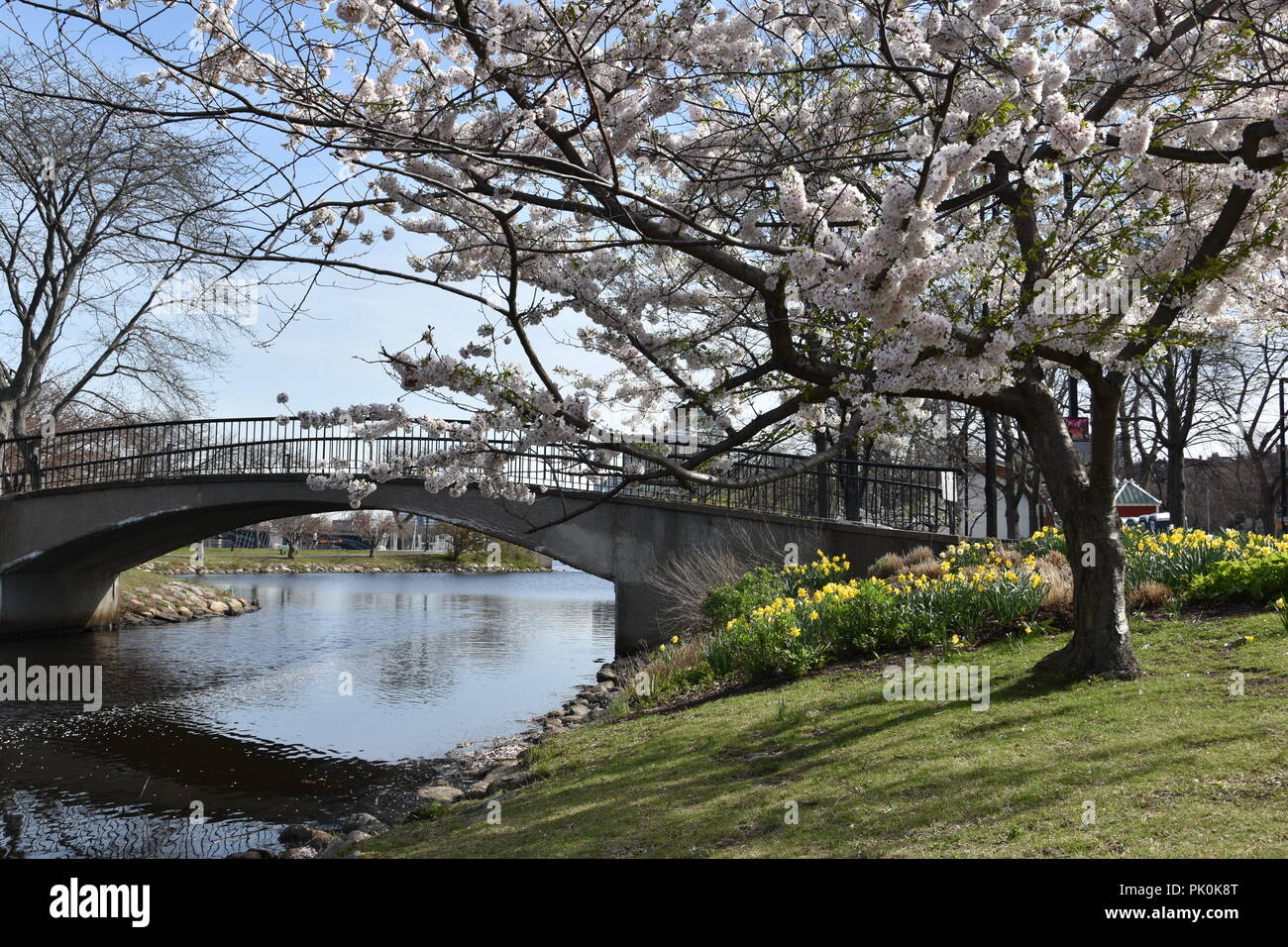 Boston esplanade cherry blossom hi-res stock photography and images - Alamy