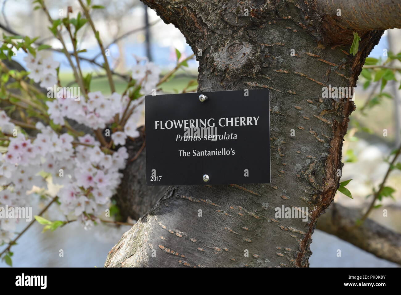 Spring Cherry Blossoms in Boston, Massachusetts, USA Stock Photo - Alamy