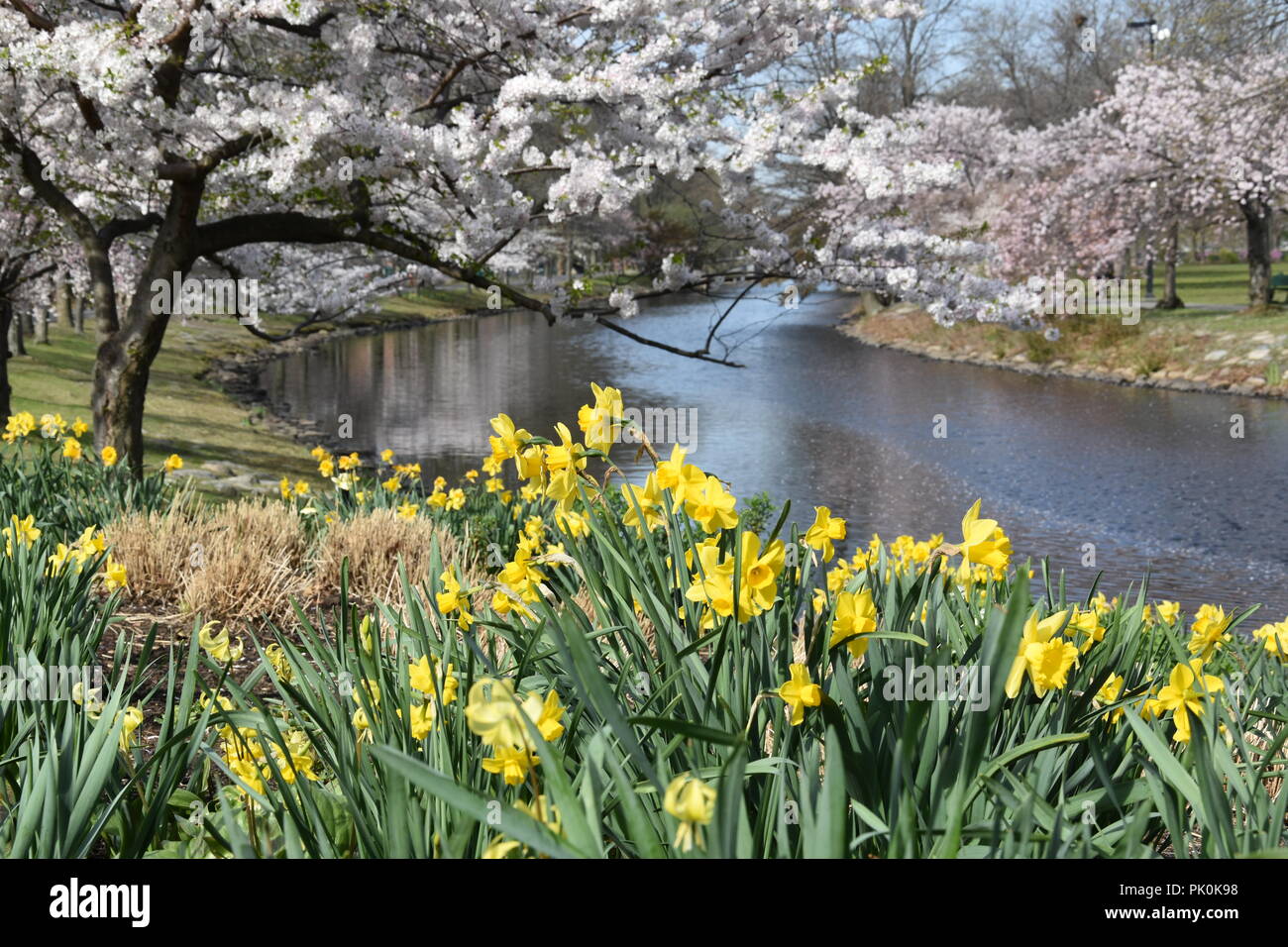 Spring Cherry Blossoms in Boston, Massachusetts, USA Stock Photo - Alamy