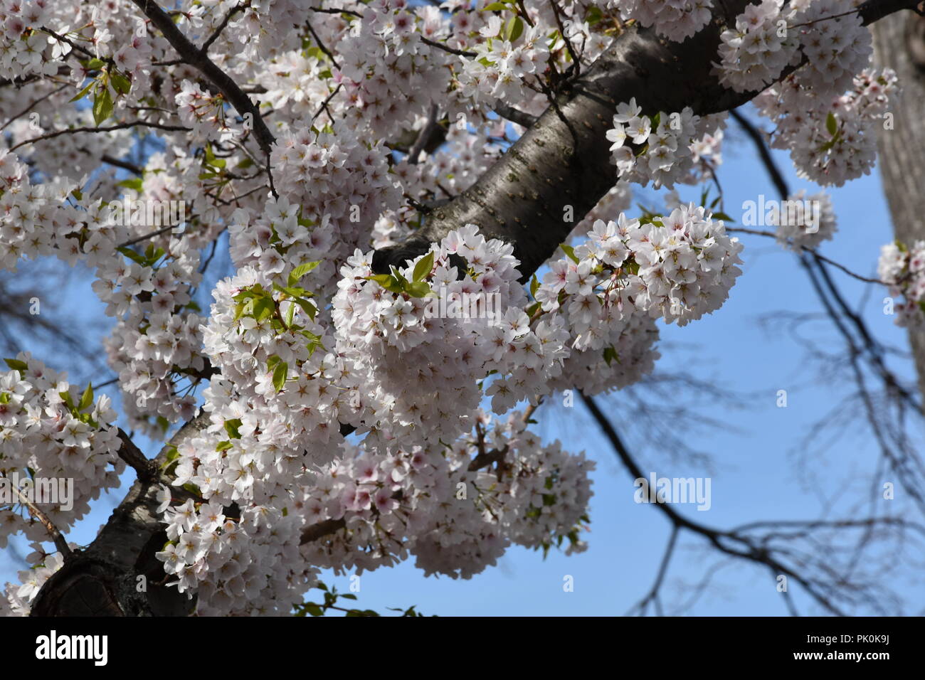 Charles river boston cherry blossoms hi-res stock photography and ...