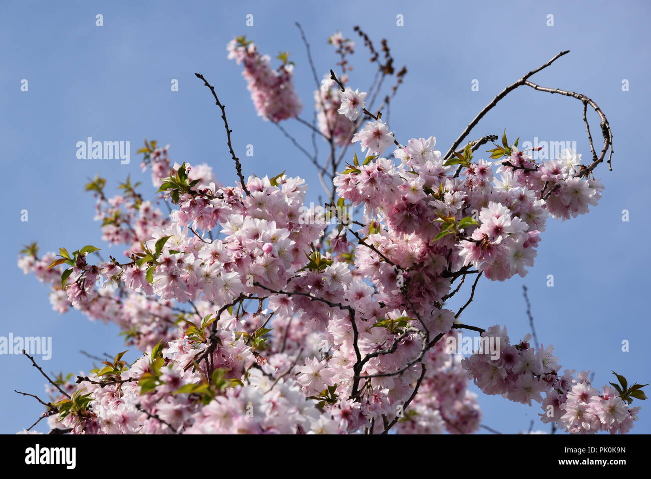 Boston esplanade cherry blossom hi-res stock photography and images - Alamy