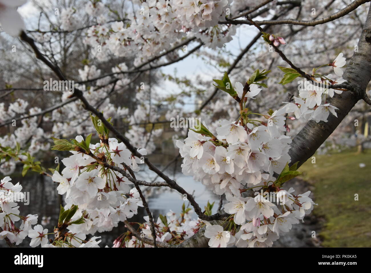 Spring Cherry Blossoms in Boston, Massachusetts, USA Stock Photo - Alamy