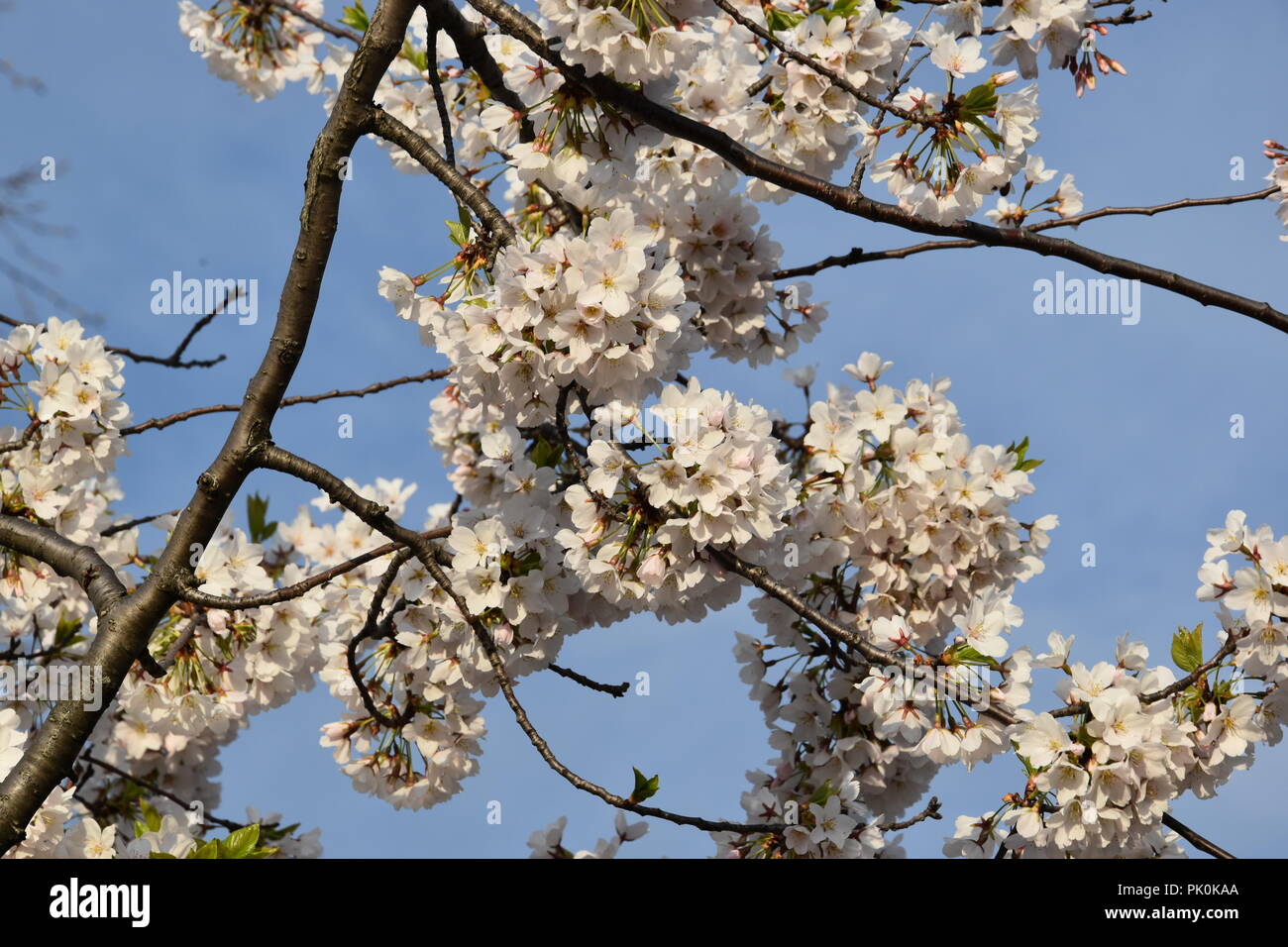 Spring Cherry Blossoms in Boston, Massachusetts, USA Stock Photo - Alamy