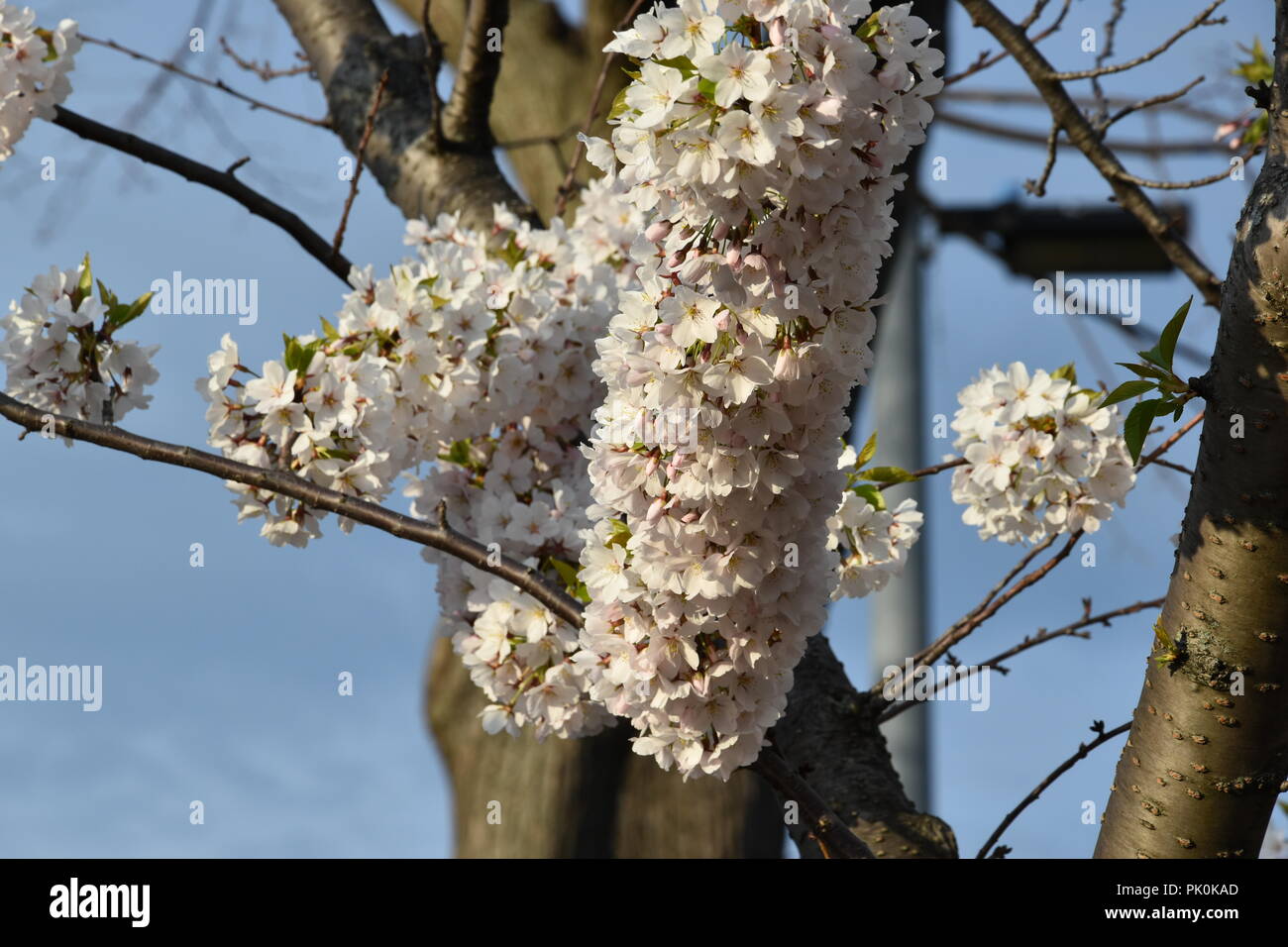 Spring Cherry Blossoms in Boston, Massachusetts, USA Stock Photo - Alamy
