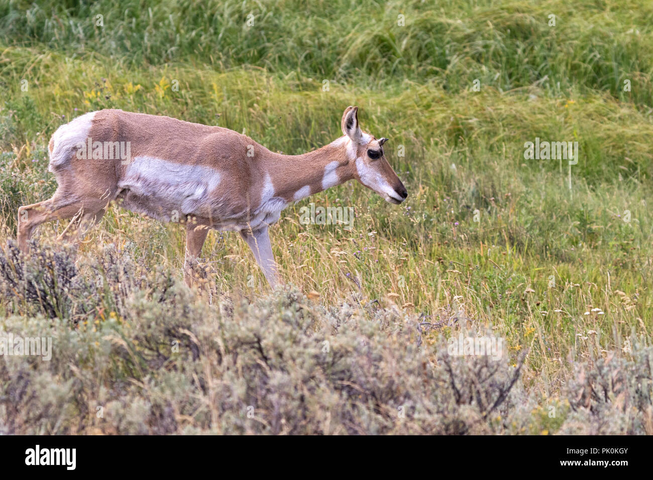 Antelope running hi-res stock photography and images - Alamy