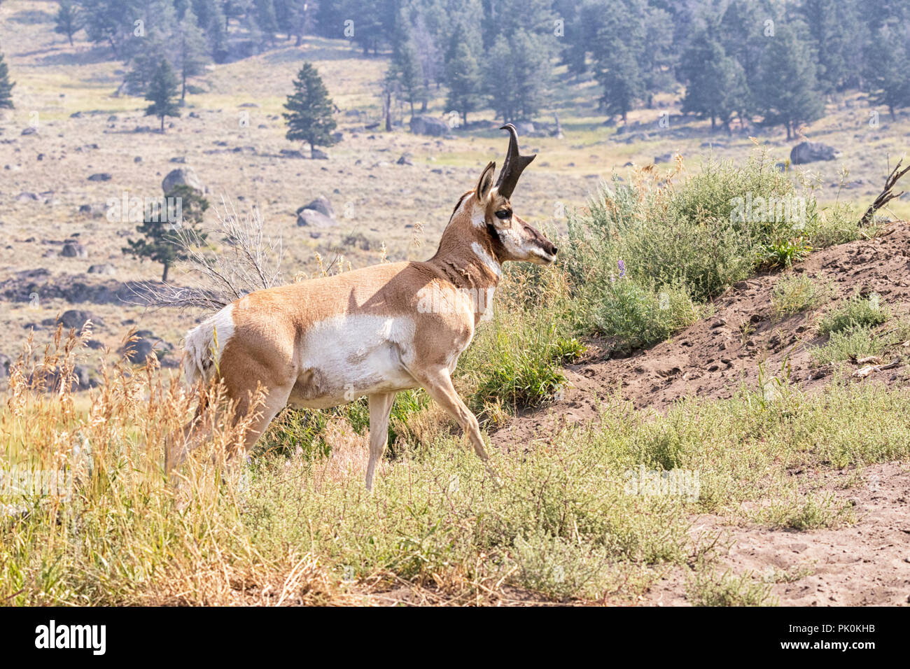 Pronghorn antelope hunting hi-res stock photography and images - Alamy