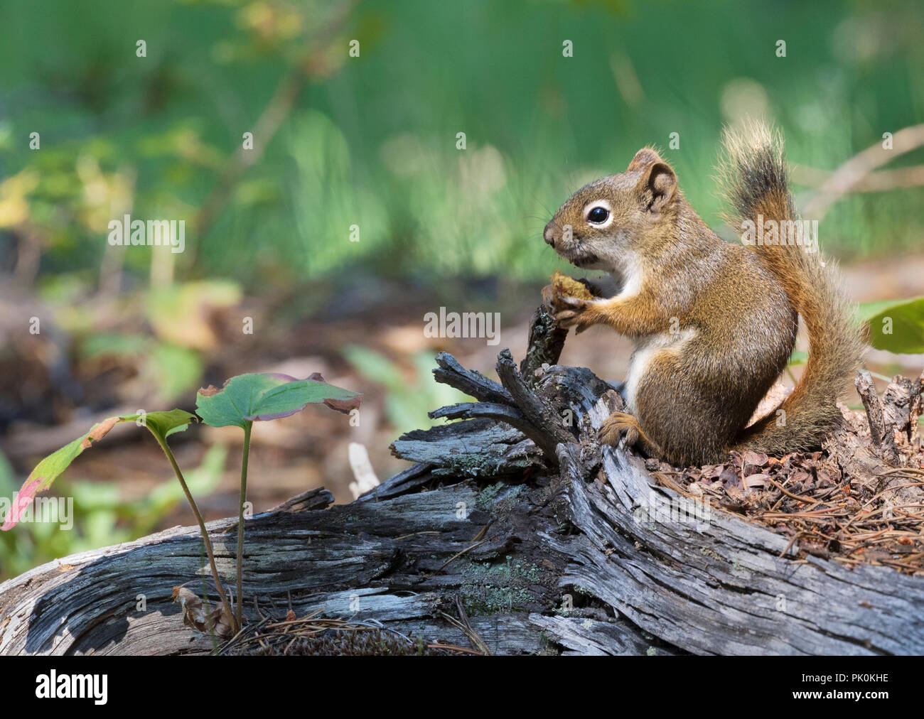 American red squirrel (Tamiasciurus hudsonicus) or pine squireel Stock ...