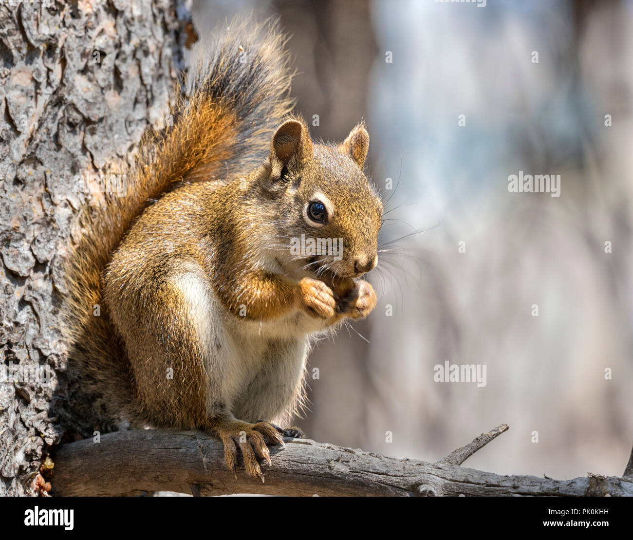 American red squirrel (Tamiasciurus hudsonicus) or pine squireel Stock Photo - Alamy