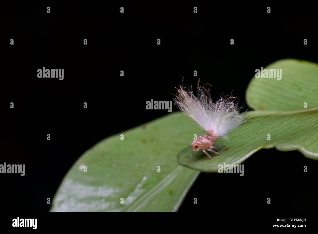 A planthopper nymph with a fluffy-looking rear end in Gunung Mulu ...