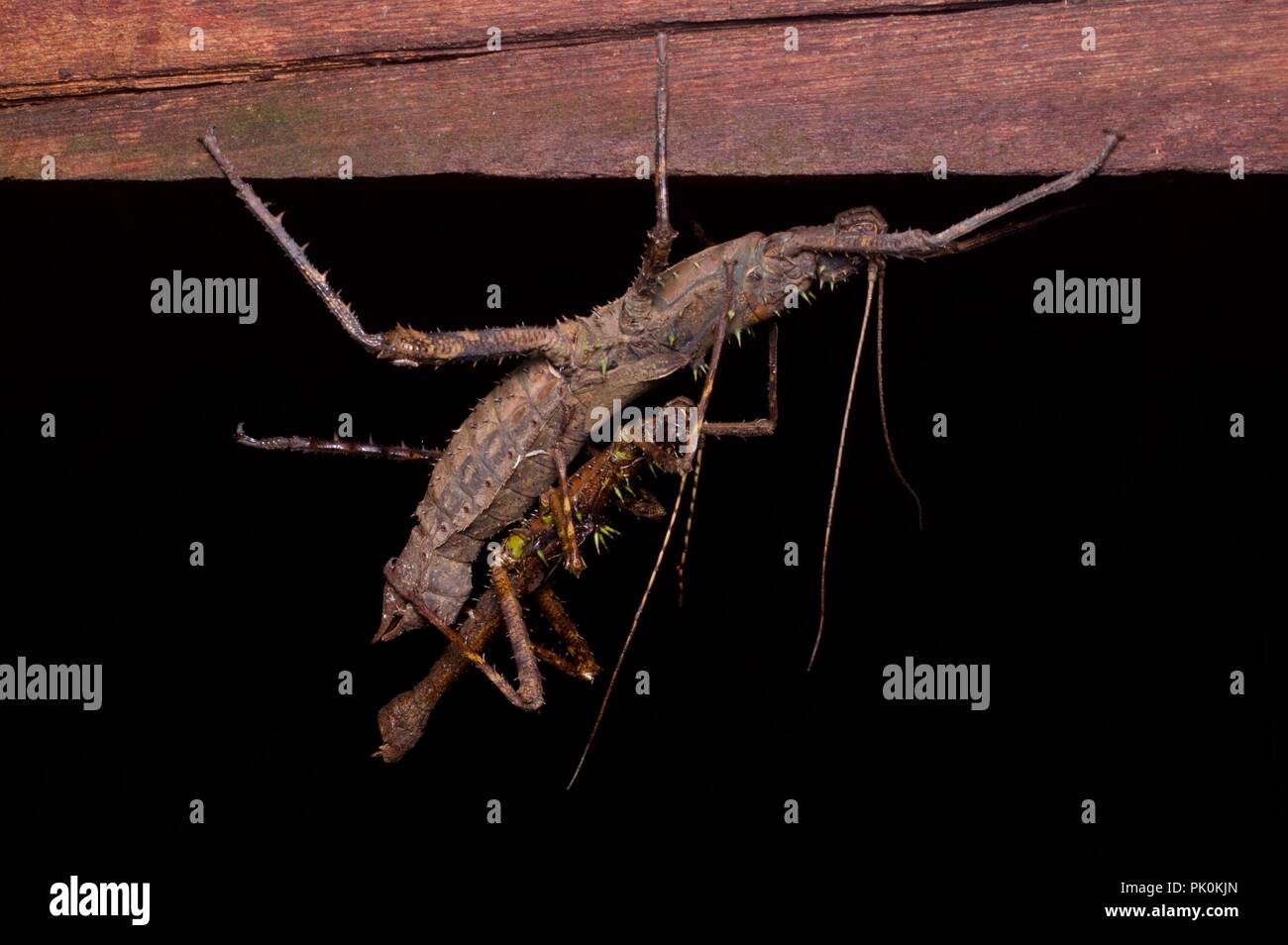 A mating pair of phasmids (stick insects) in the rainforest at night in ...