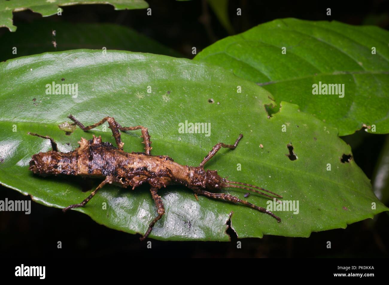 A phasmid (stick insect) in the rainforest at night in Gunung Mulu ...