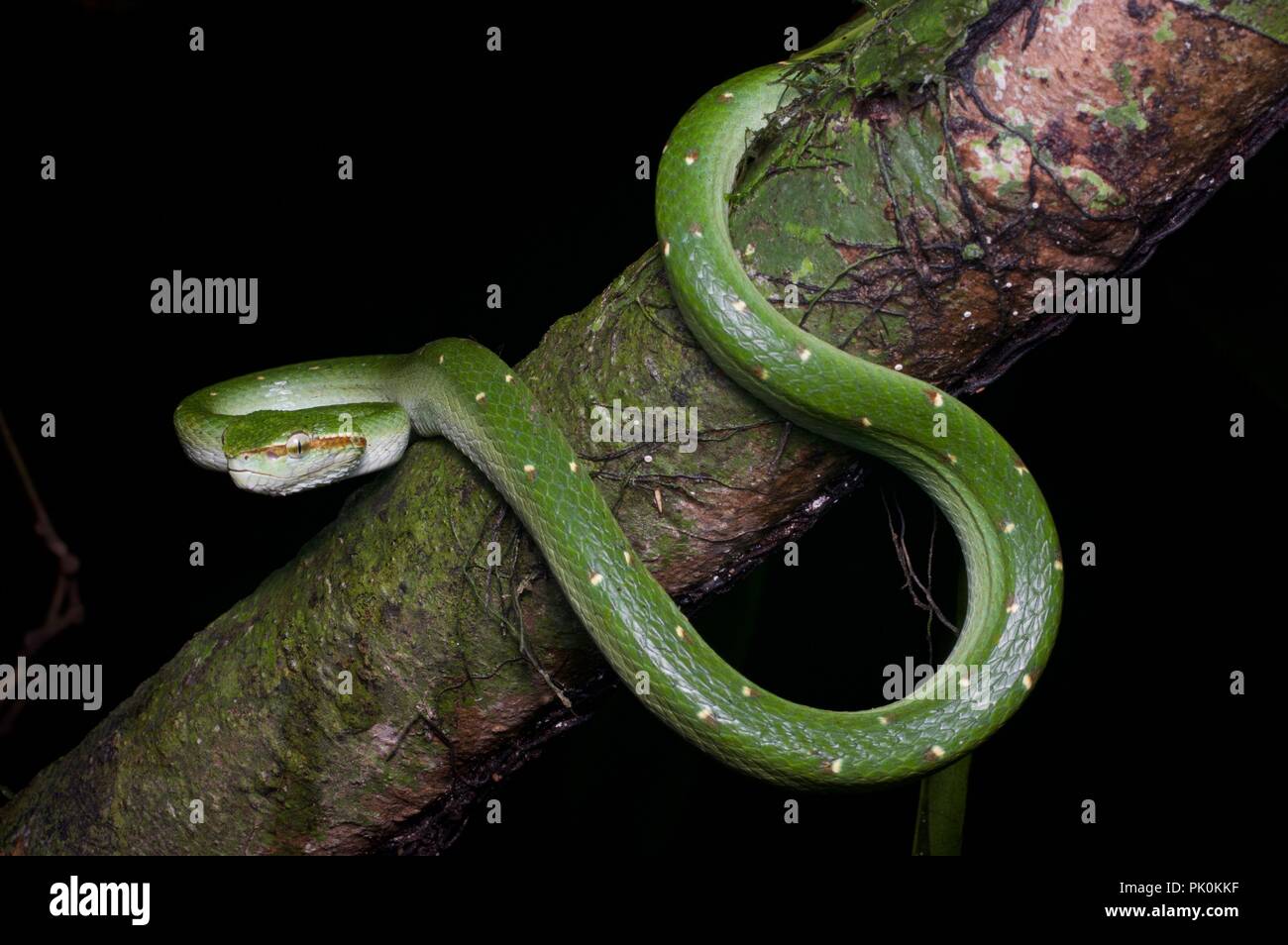 A Bornean Keeled Pit Viper (Tropidolaemus subannulatus) at night in ...