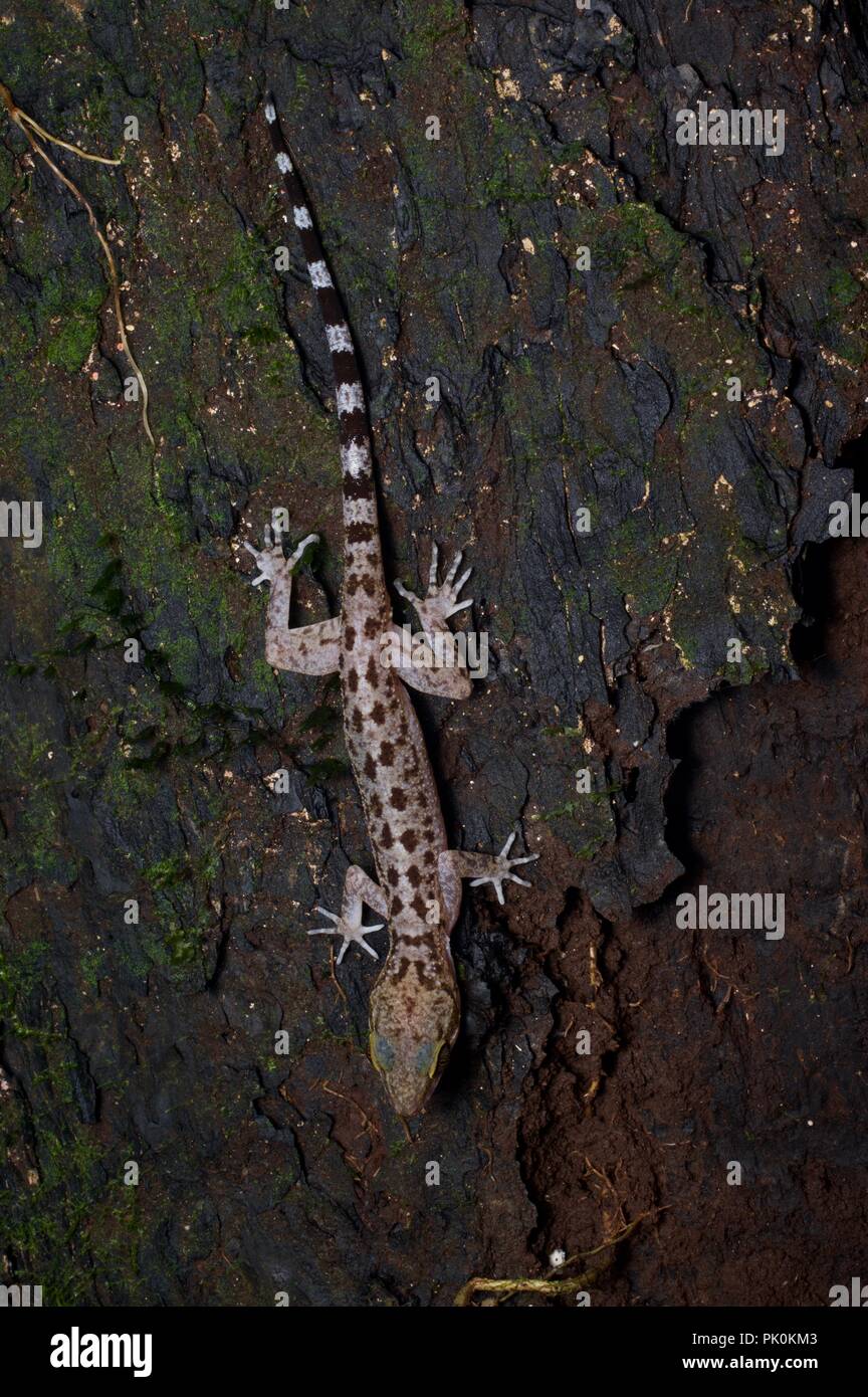 An Inger's Bent-toed Gecko (Cyrtodactylus pubisulcus) hunting at night ...