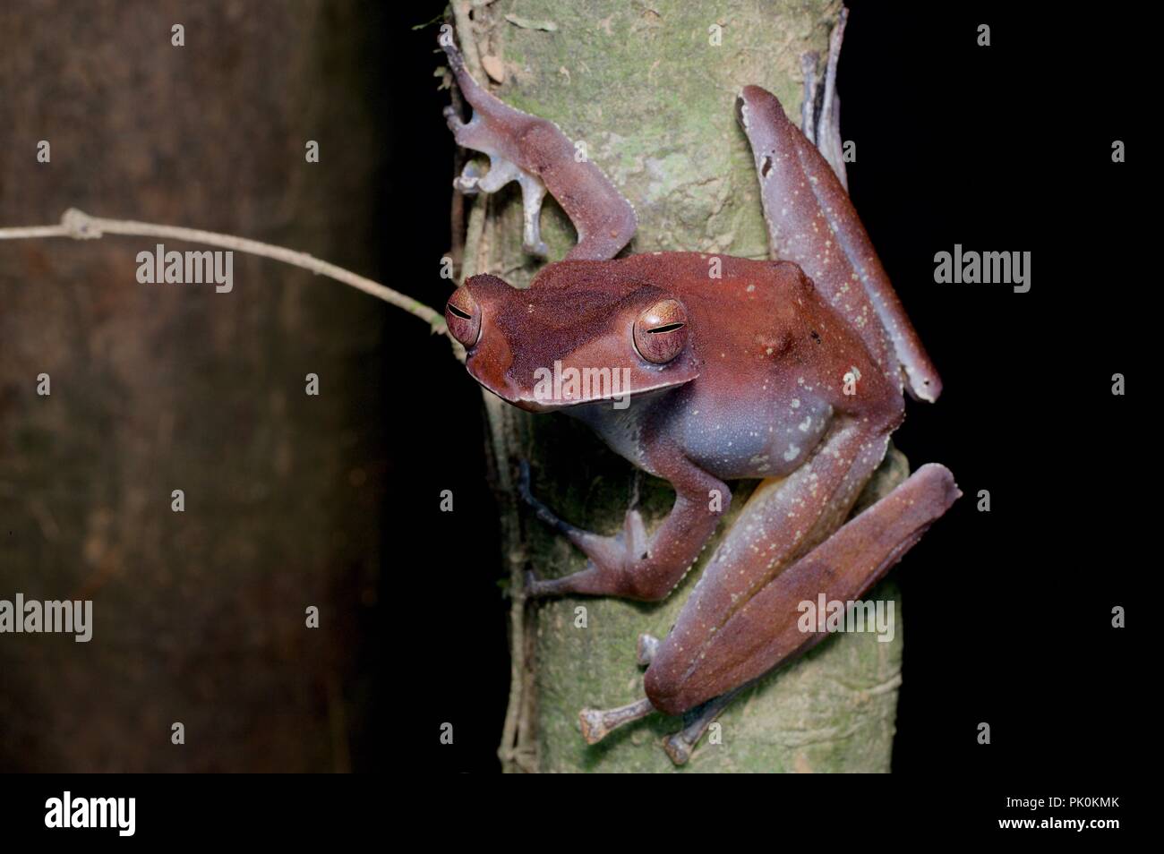Polyepedates colletti hi-res stock photography and images - Alamy