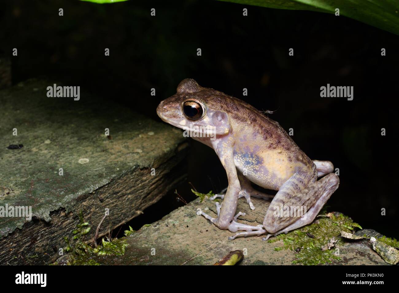 A Brown Marsh Frog (Pulchrana baramica) on a mossy boardwalk in Gunung ...