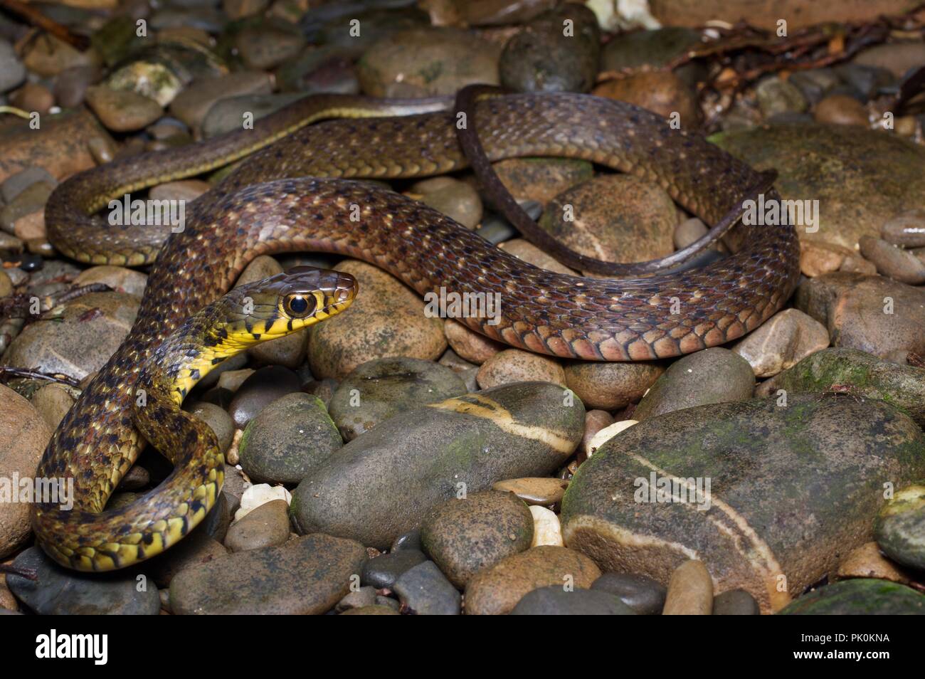 Large snake hi-res stock photography and images - Alamy