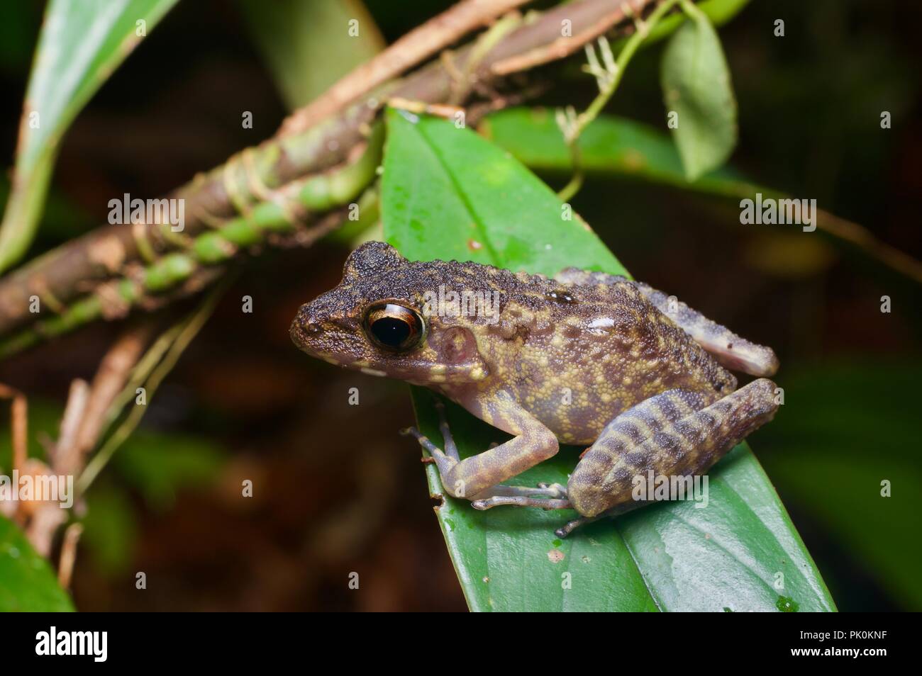 Rough sided frog hi-res stock photography and images - Alamy