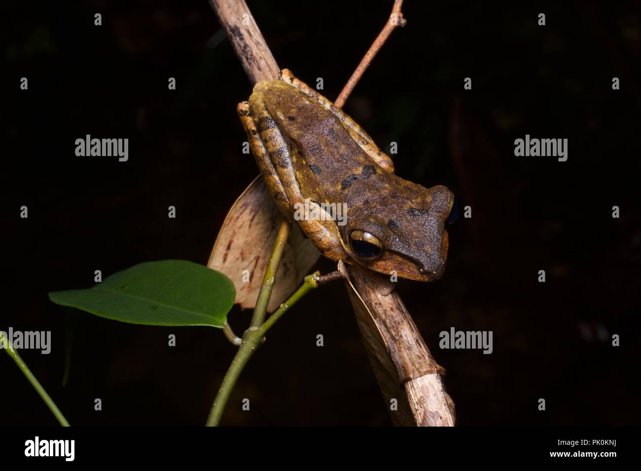 A Dark-eared Treefrog (Polypedates macrotis) perched in vegetation at ...